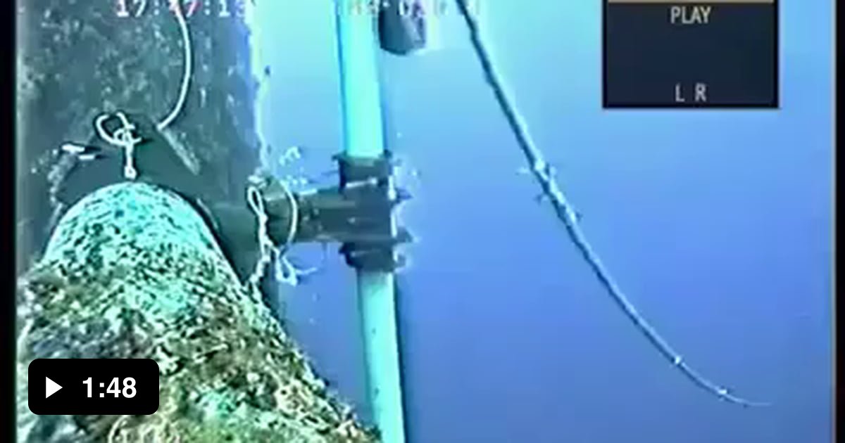 Commercial diver barely manages to fend off vicious sea turtle. - 9GAG