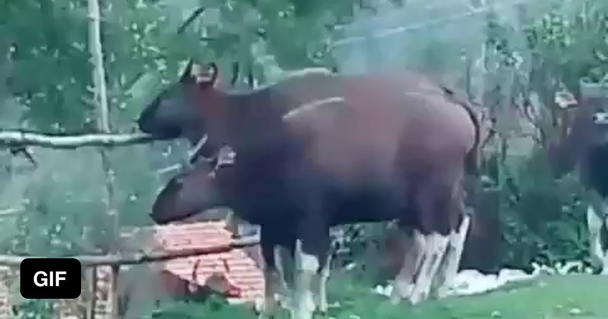 These cows jumping over a wooden fence - 9GAG