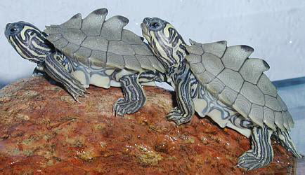 These spiky turtles (Graptemys nigrinoda) - 9GAG