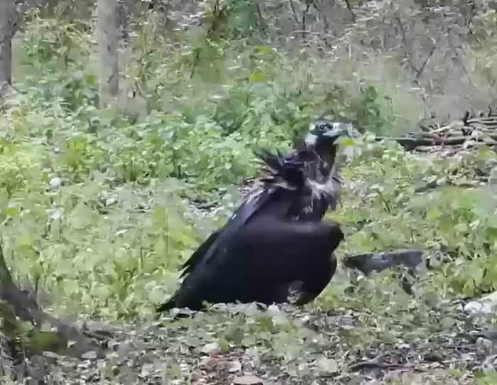 That's one evil-looking bird - 9GAG