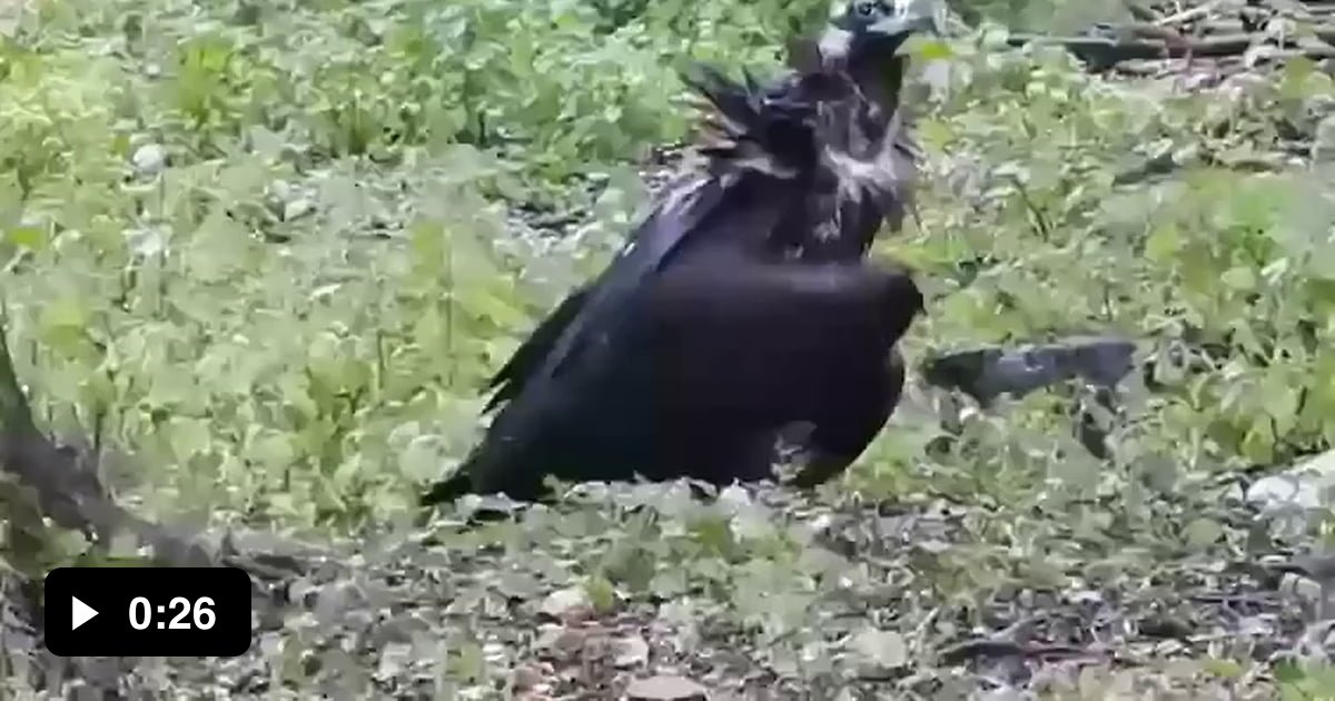That's one evil-looking bird - 9GAG