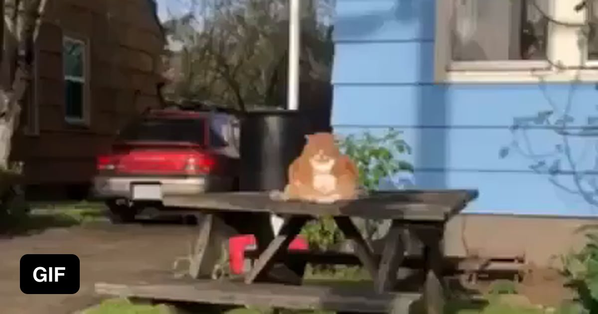 Hardcore Sploot - 9GAG