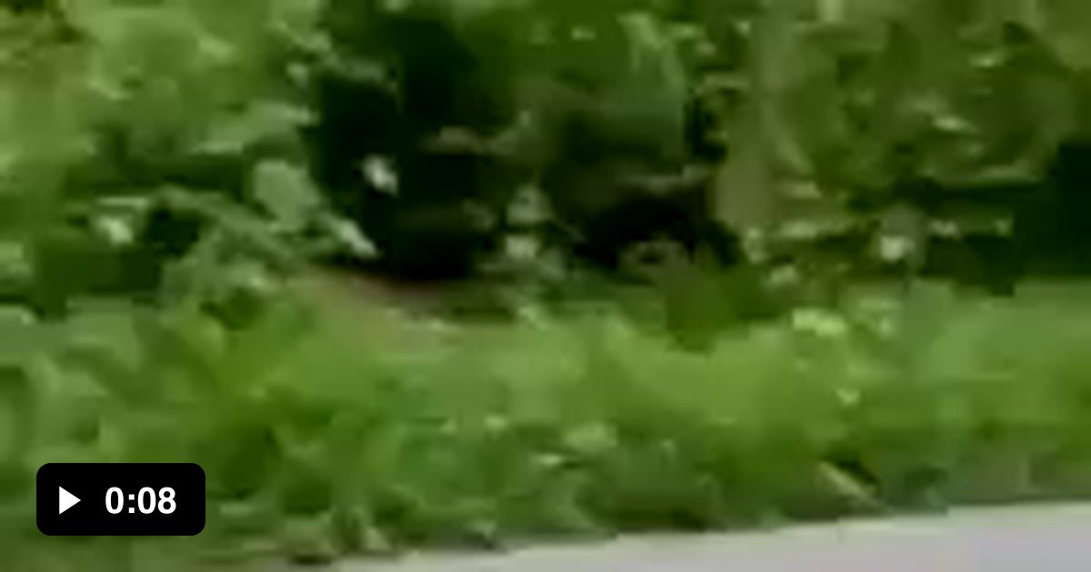 Tiger chasing bike rider in Kerala, India - 9GAG