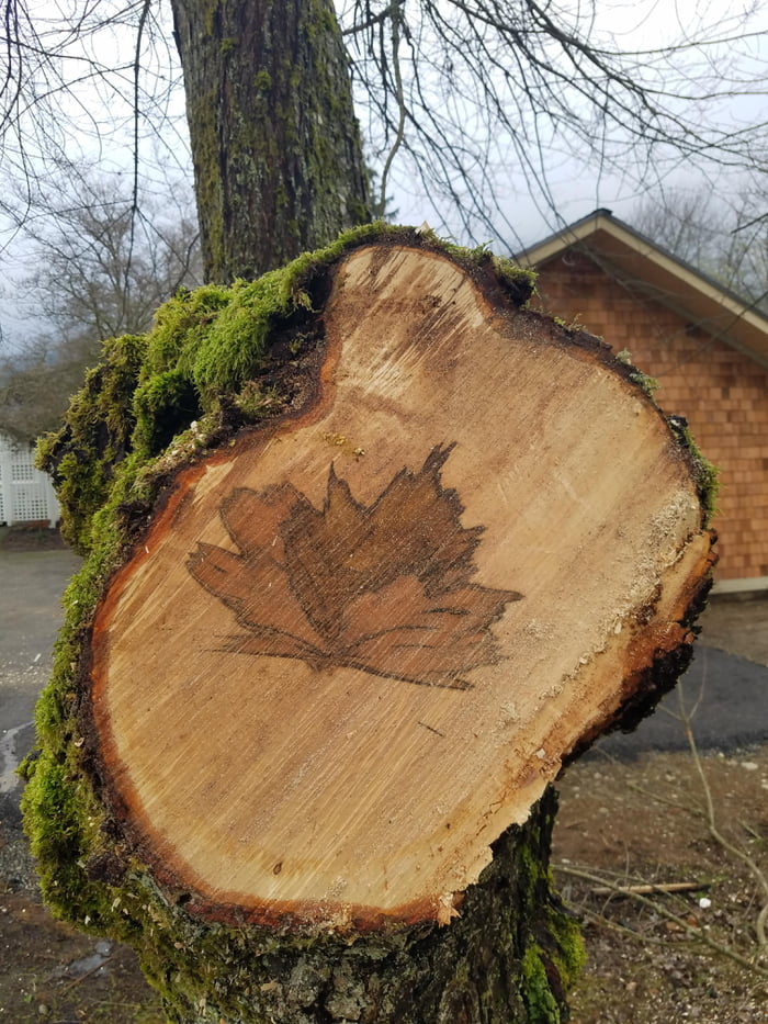 This Maple leaf pattern inside of a Maple tree - 9GAG