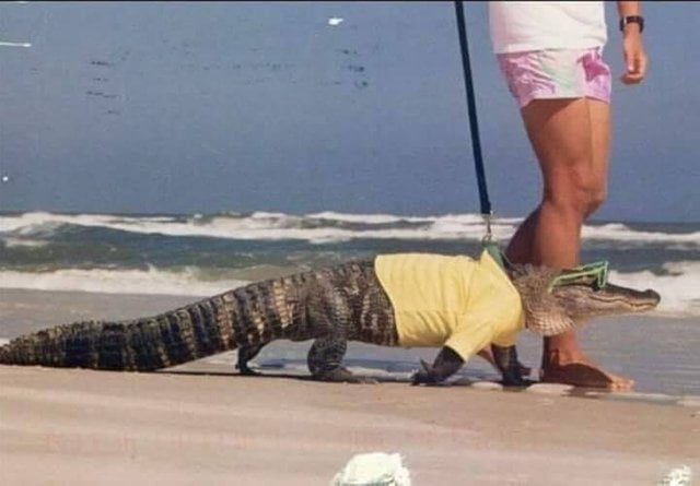 This is one cool croc. - 9GAG