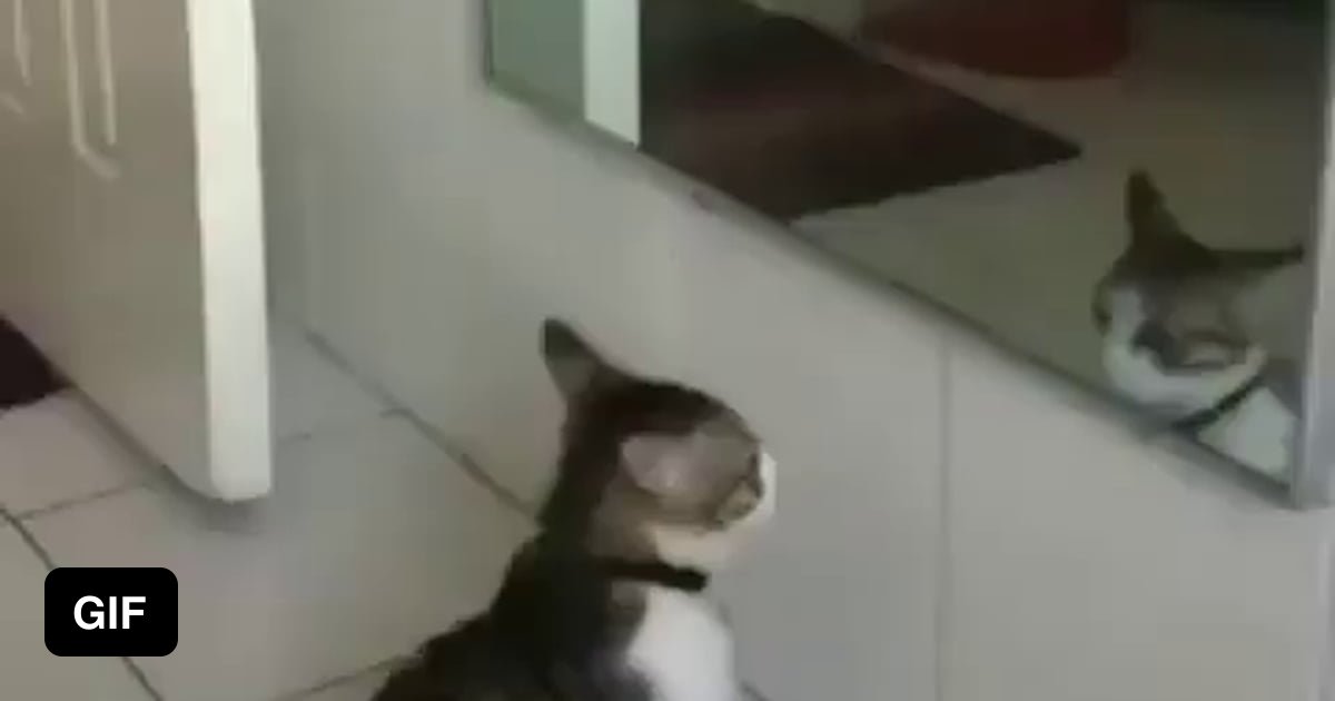 Cat sees its reflection - 9GAG