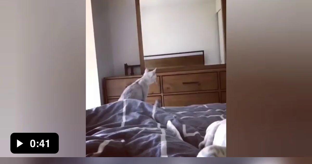 Cat becomes self-aware. - 9GAG