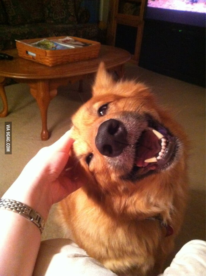 She really likes ear scratches - 9GAG