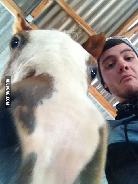 Well hello there horsey - 9GAG