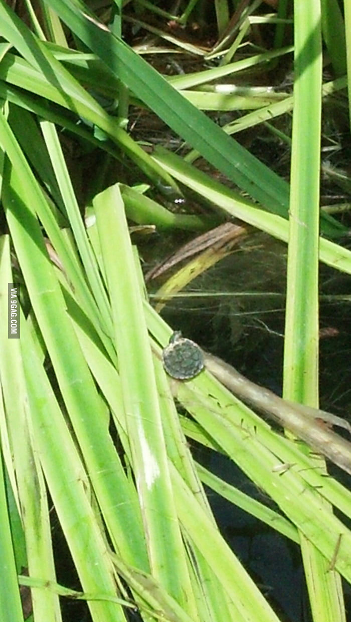 Super tiny turtle - 9GAG
