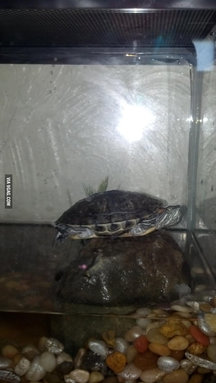 My turtle, Franklin, doesn't know the planking craze is over. - 9GAG