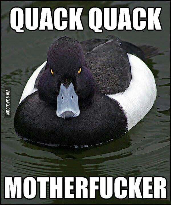 Quack Quack - 9GAG