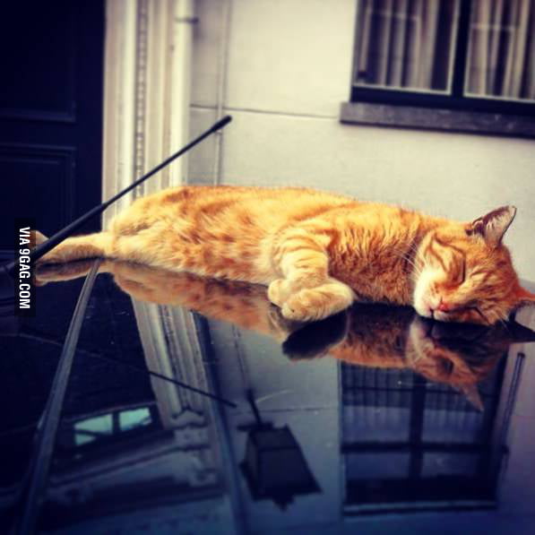 Ultimate kitty chilling - 9GAG