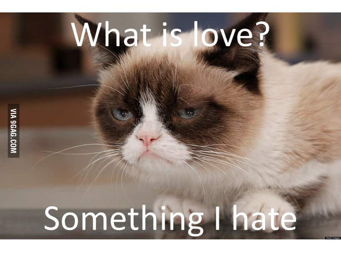 Grumpy cat is grumpy - 9GAG