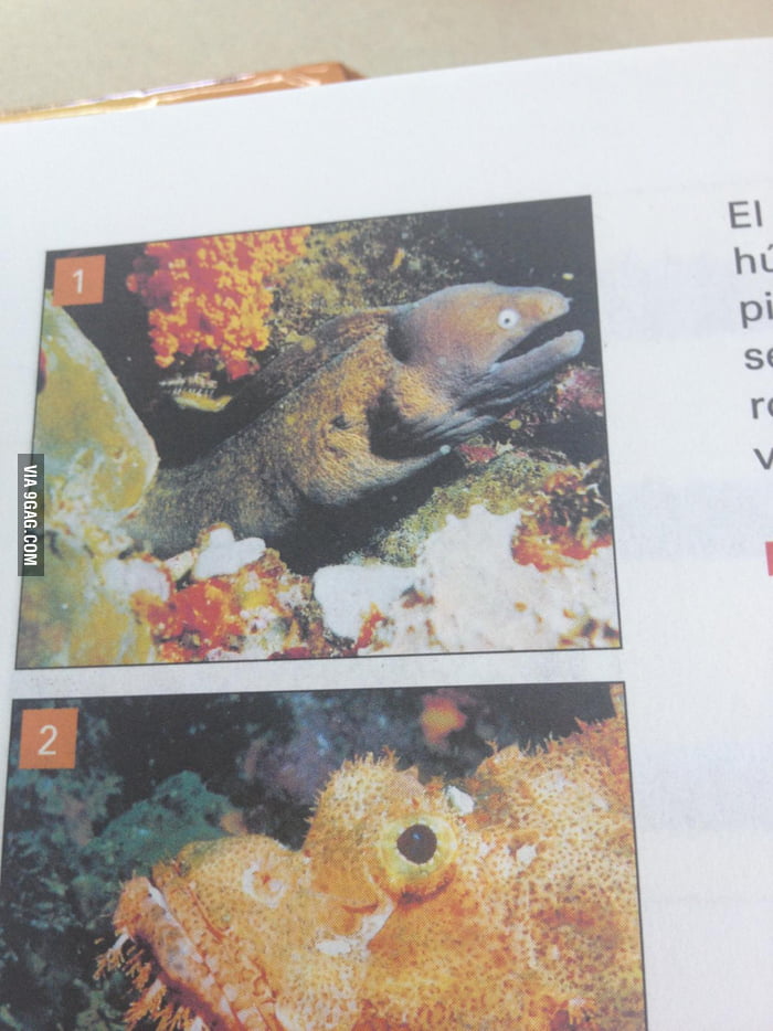 So I founded this guy in my geography book... - 9GAG