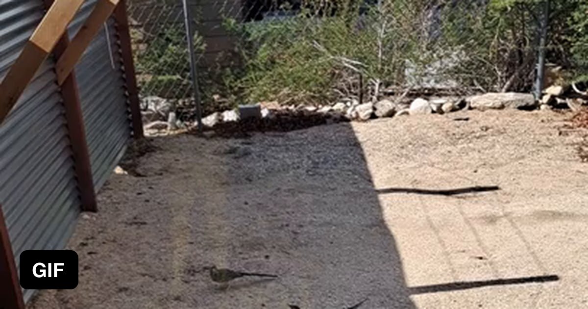 Roadrunner mating dance - 9GAG