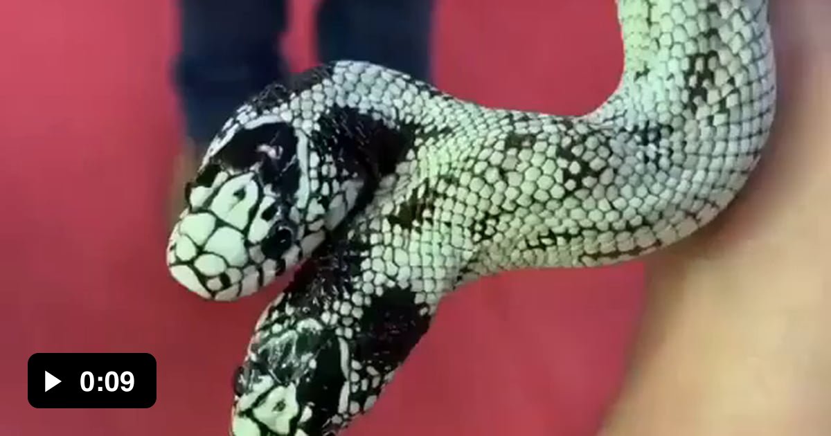 The two headed snake - 9GAG