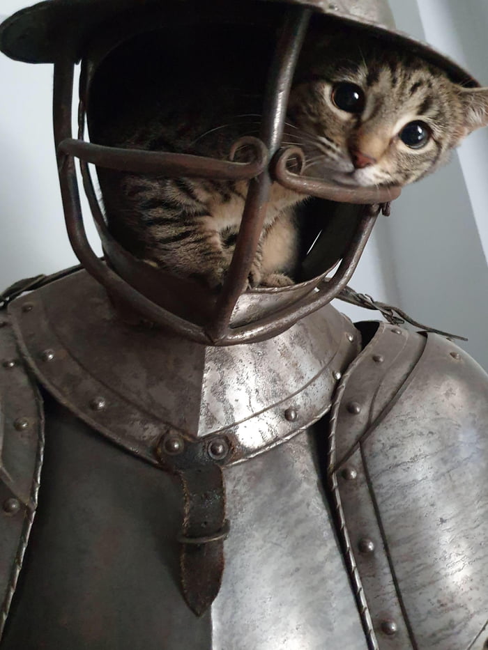 Lord Kitty, guardian of the cat food. - 9GAG