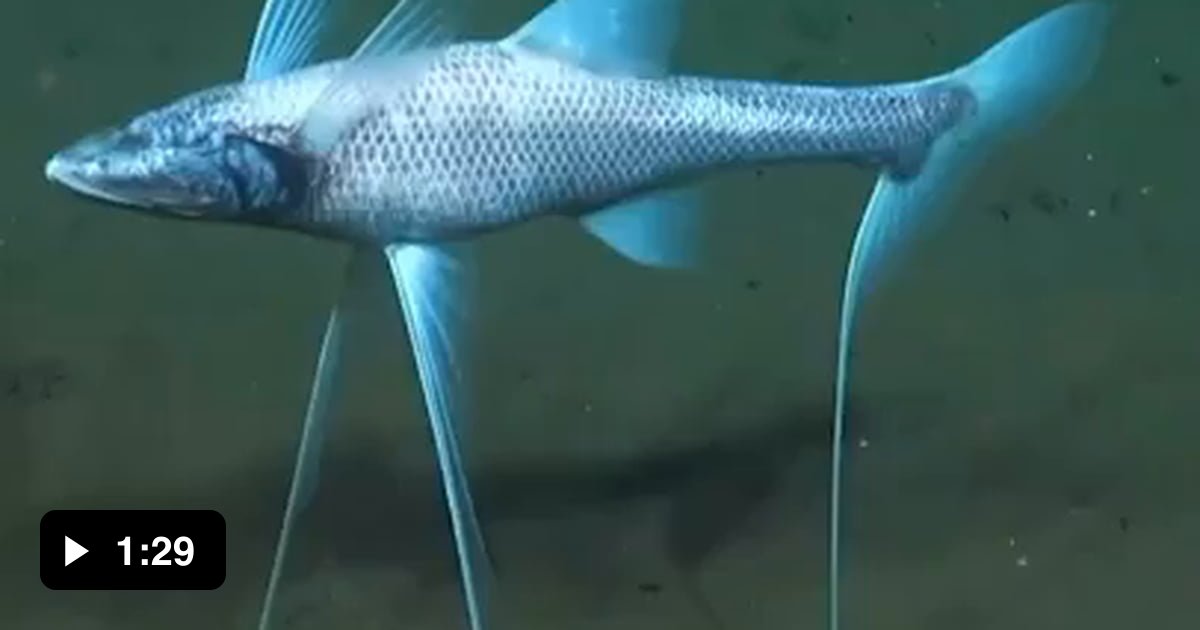 Tri-pod fish don't see their pray. The long fins feel the vibration of ...