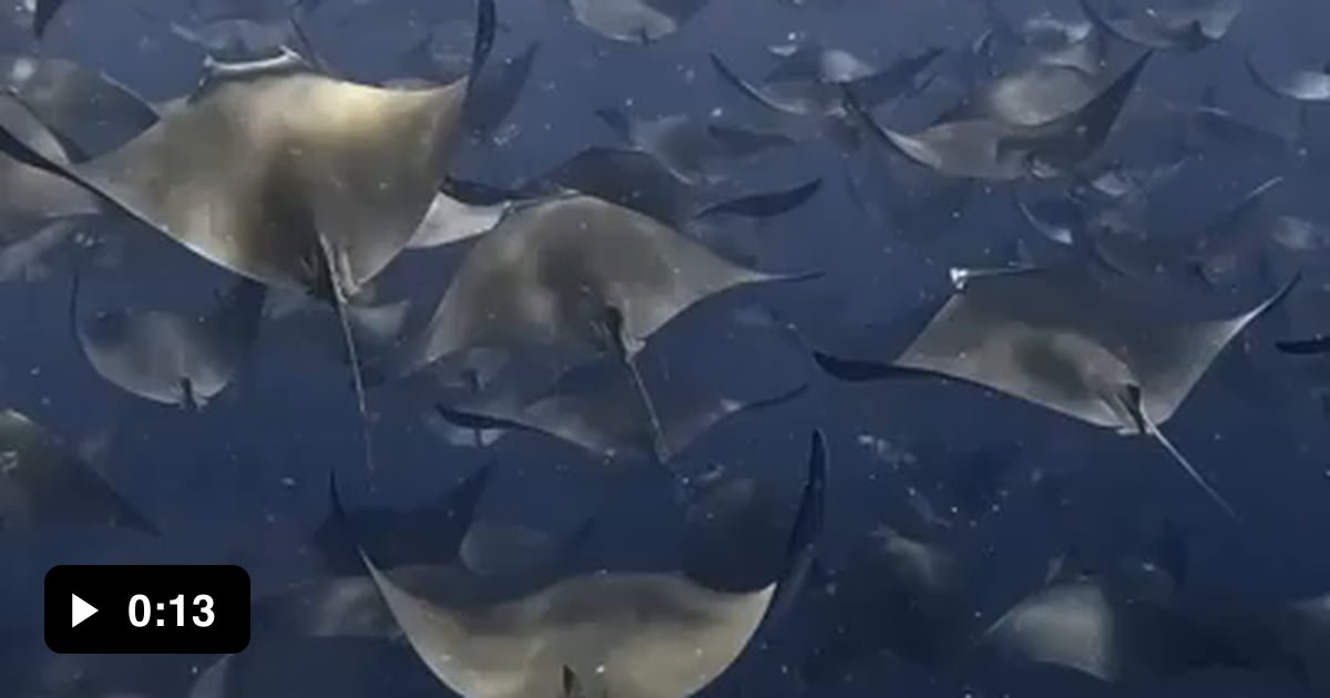 Flying with mobula ray - 9GAG