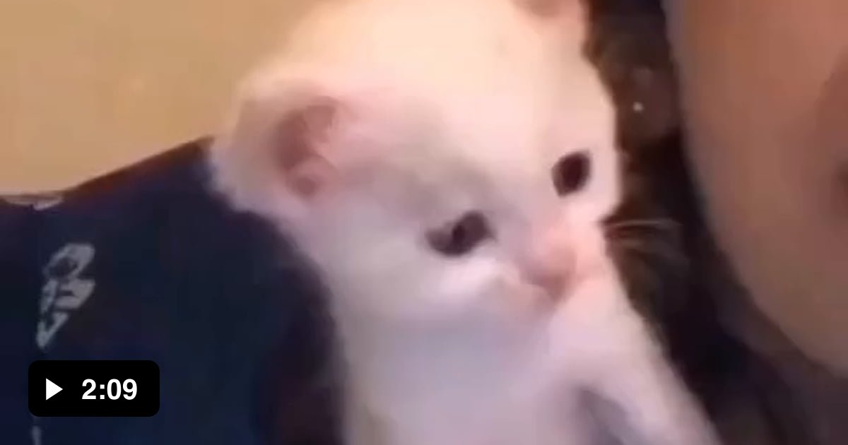 Funny Cats video - 9GAG