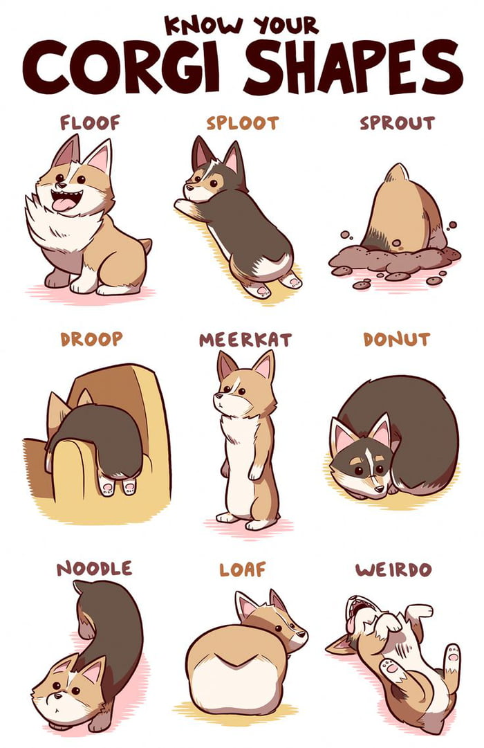 The Floof - 9GAG