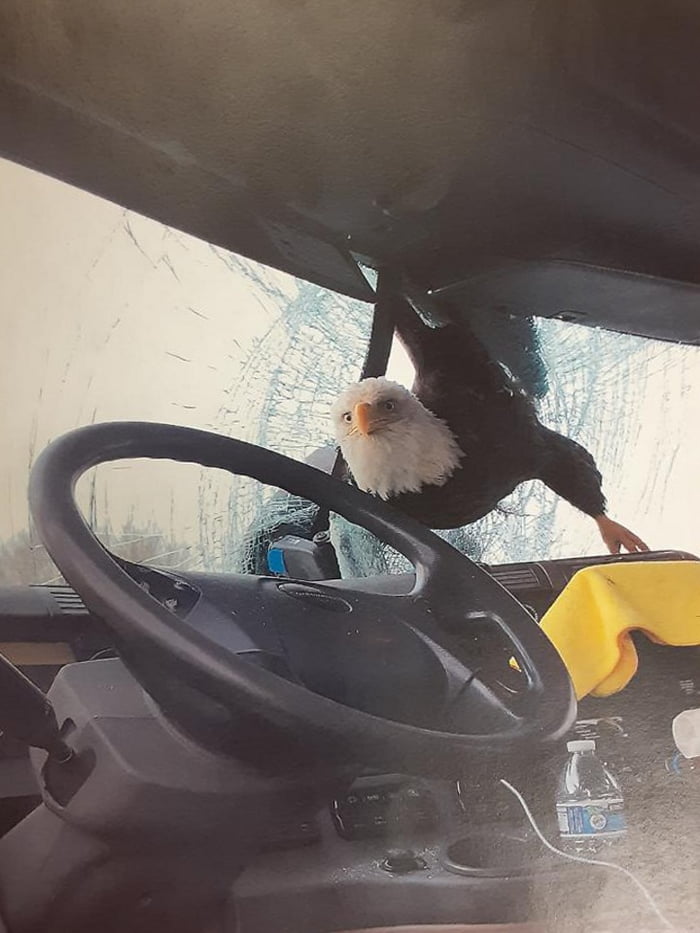 Eagle Snek has landed. - 9GAG