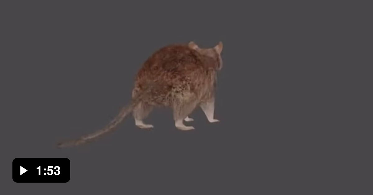 Spinning rat free bird - 9GAG