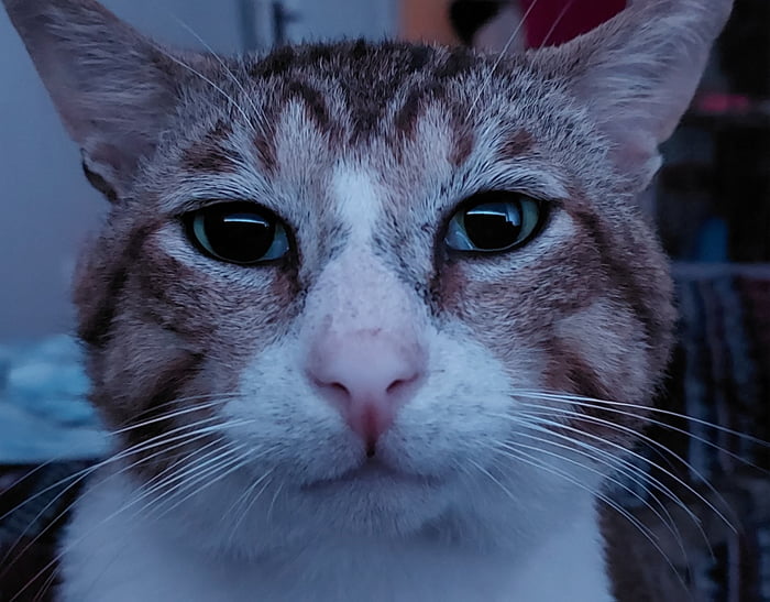 Disappointed cat is Disappointed - 9GAG