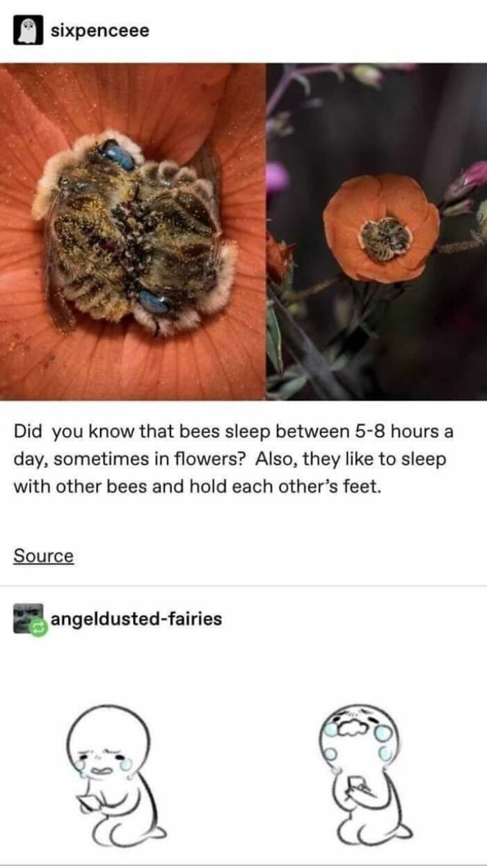 Bees are sweeter than honey - 9GAG
