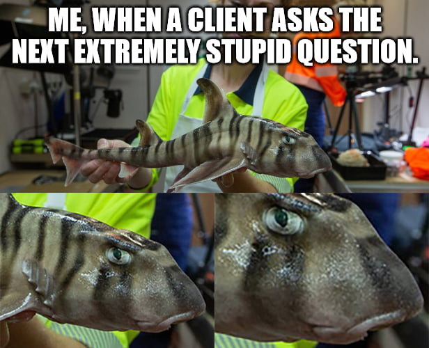 Change my mind: Grumpy shark is better than grumpy cat! - 9GAG