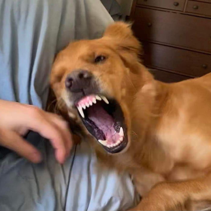 We call this the flying teeth! - 9GAG