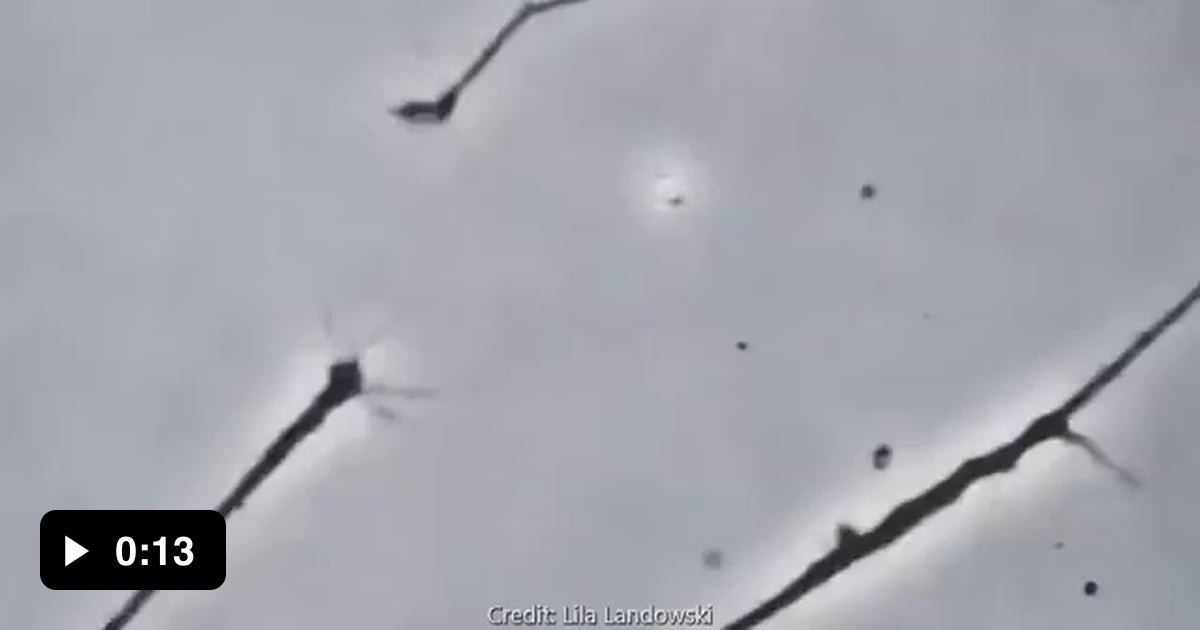 Two neurons sensing each other and trying to connect - 9GAG