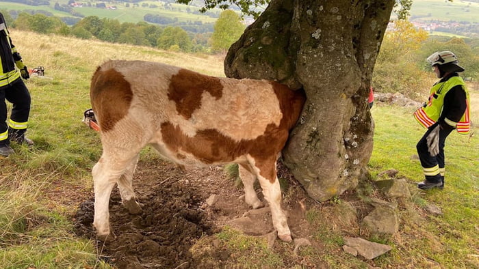 Help me, Step-Cow - 9GAG