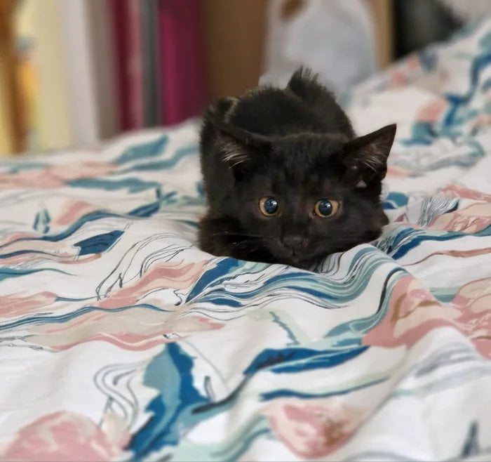 War..blocked....ai blocked....russia blocked...only cats.. dogs and animals...f**k this shit. - 9GAG