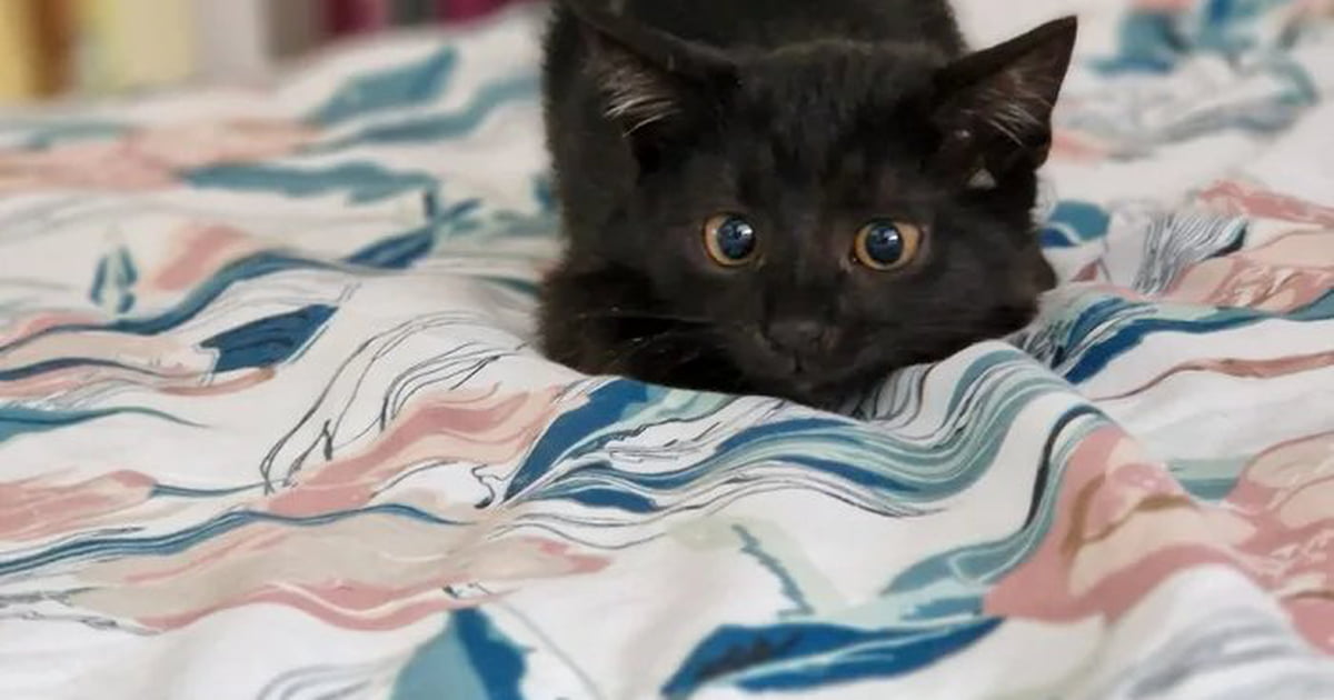 War..blocked....ai blocked....russia blocked...only cats.. dogs and animals...f**k this shit. - 9GAG