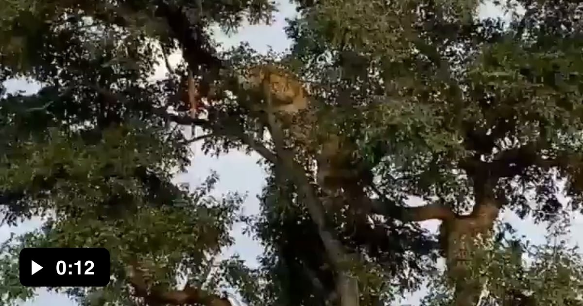 Epic Clash Between Lion and Leopard for Prey - 9GAG
