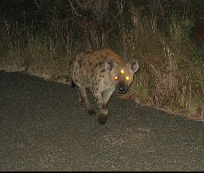 Three eyed hyena, The Confused destroyer - 9GAG
