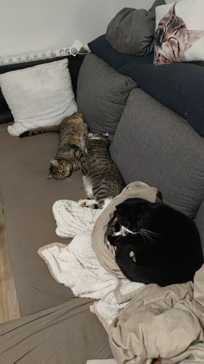 Sleepy devils. - 9GAG