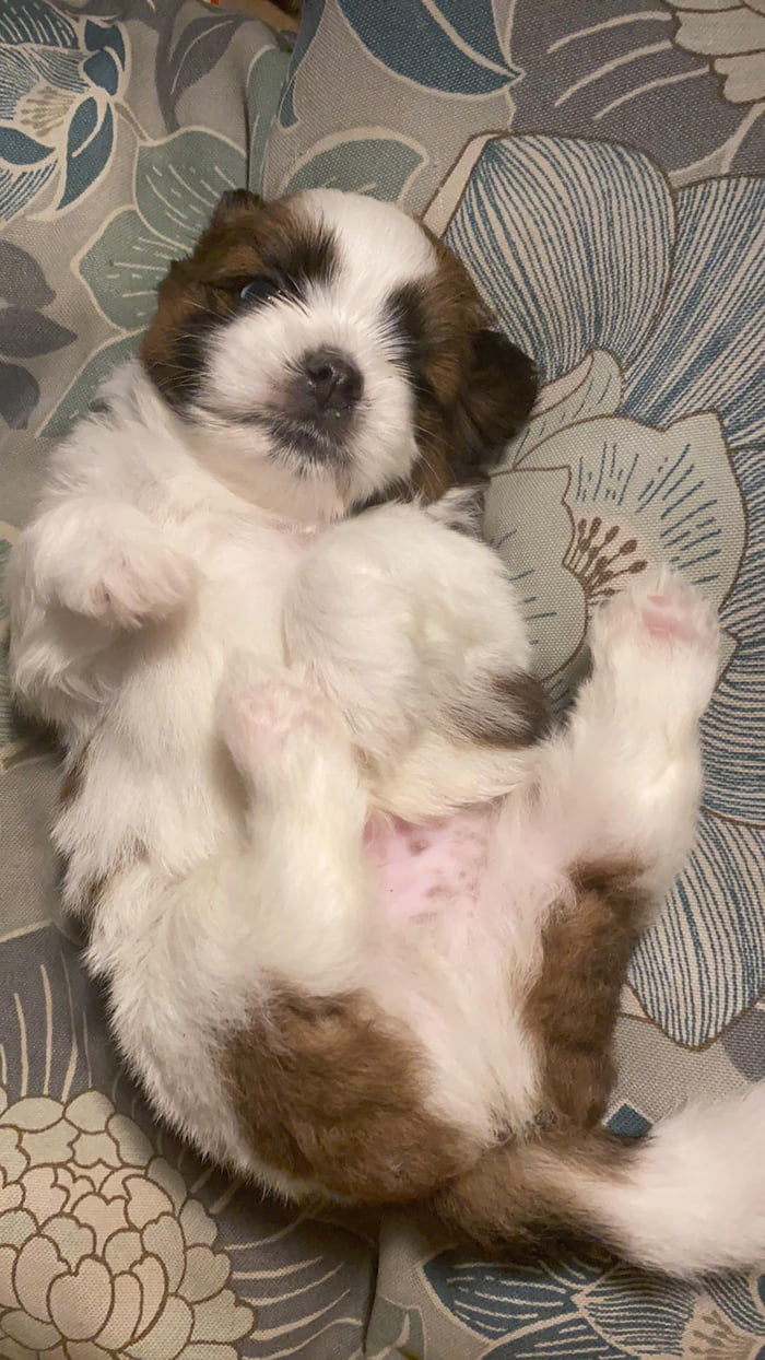 A litol pupper waiting for belly rubs! 🐶 - 9GAG