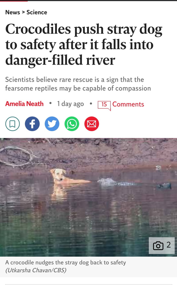 Let's play with this creature - 9GAG