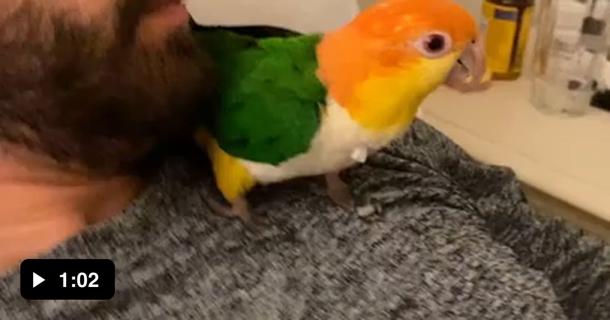 Pretty sure he’s cussing her out in bird - 9GAG