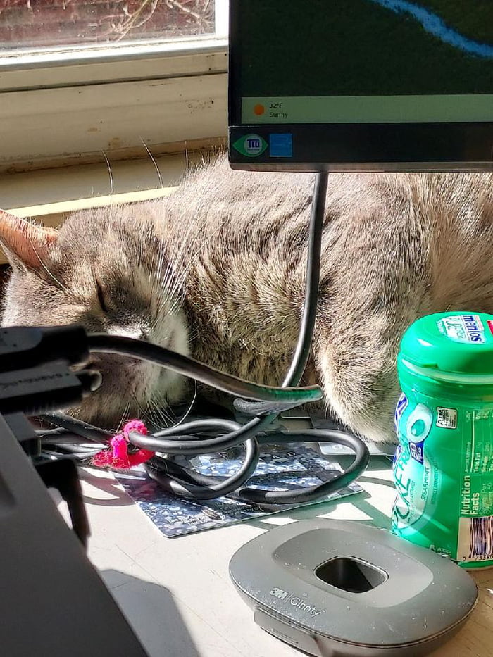 IT Security Cat Has One Eye Open, Watching You - 9GAG