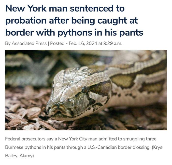 Sooo… like an actual python or… - 9GAG