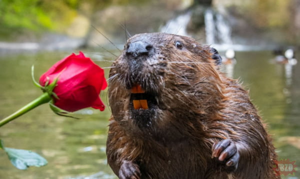 Valentine's Day Beaver - 9GAG