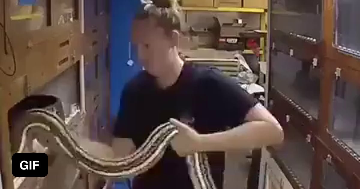 Danger noodle trying to mess with the wrong zoo keeper - 9GAG