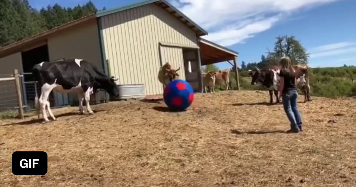 Curious cow learning to play ball at Wildwood Farm Sanctuary - 9GAG