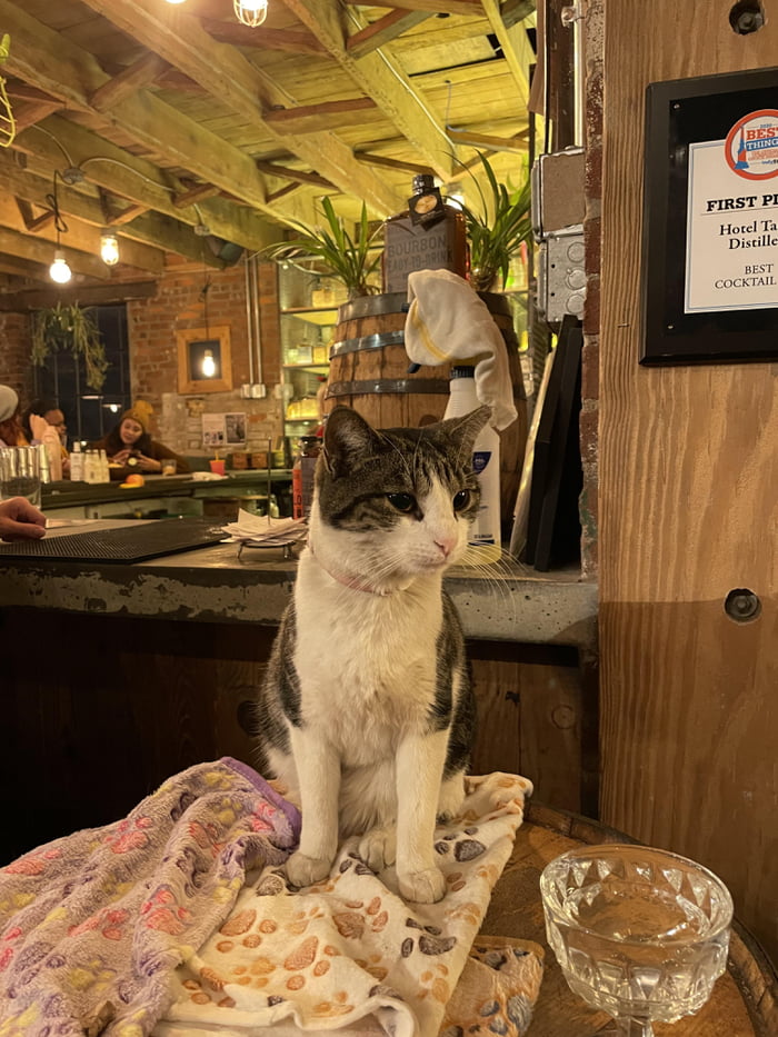 Bar cat serves the finest drinks - 9GAG