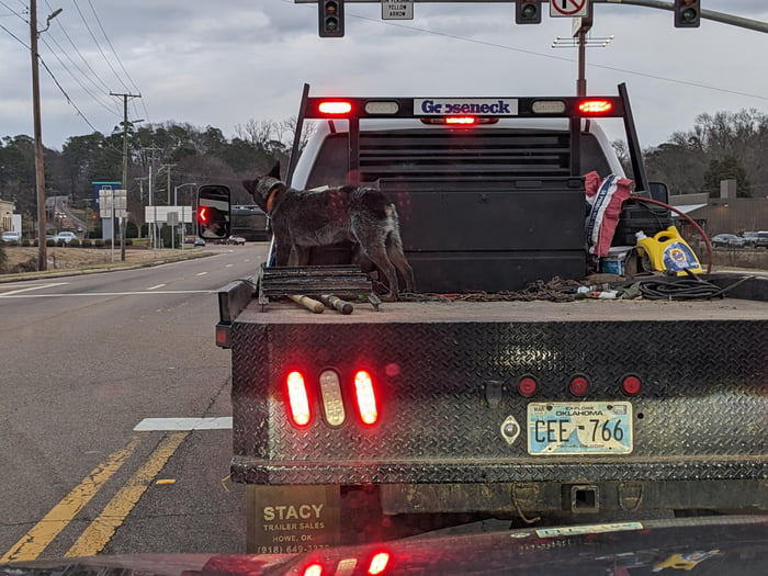 F**k this guy. F**k ANYONE who puts a dog unsecured in the back of a ...