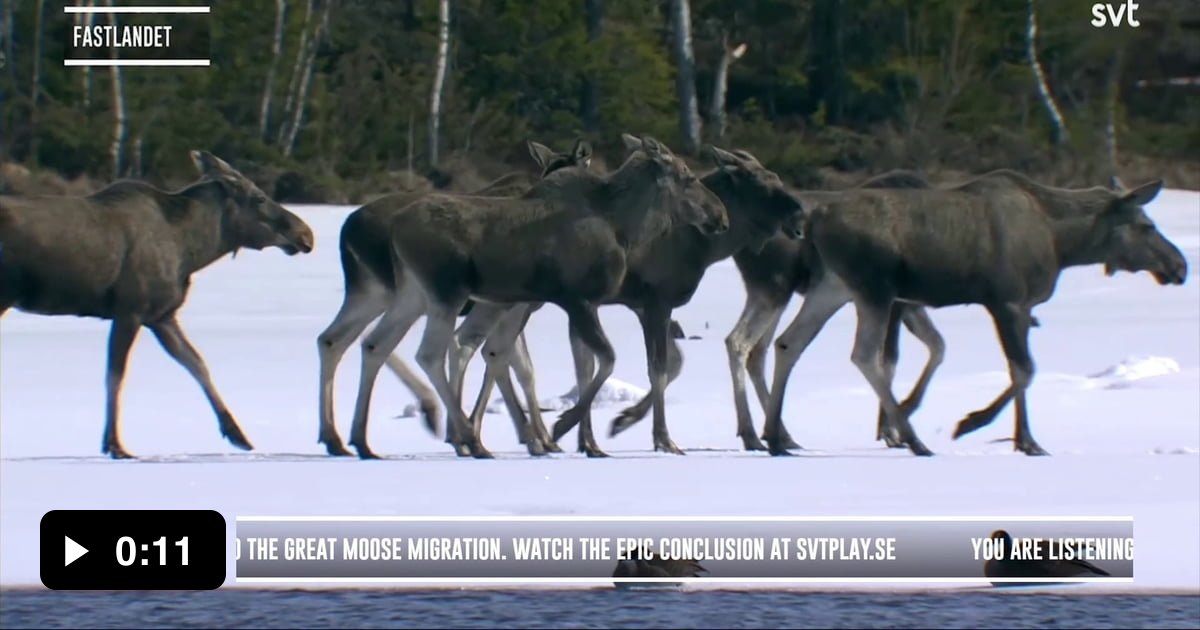 Moose migration - 9GAG